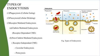 non cme endocytosis | PPTX