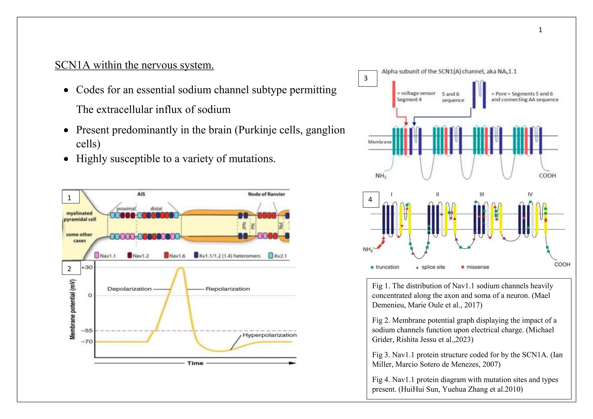 SCN1A (1).docx Presentation on sodium channel | DOCX