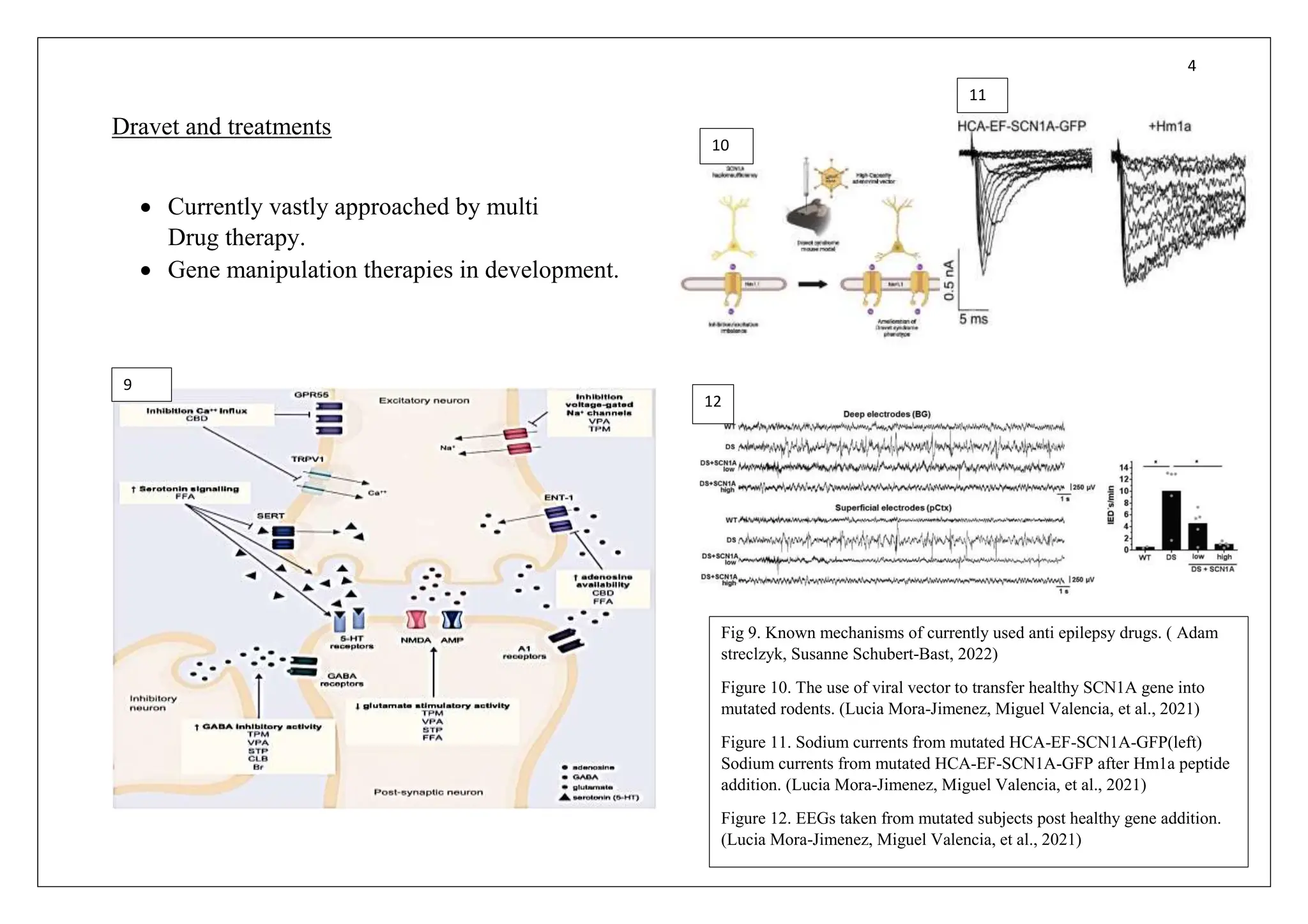 SCN1A (1).docx Presentation on sodium channel | DOCX