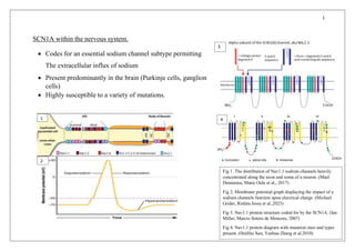SCN1A (1).docx Presentation on sodium channel | DOCX