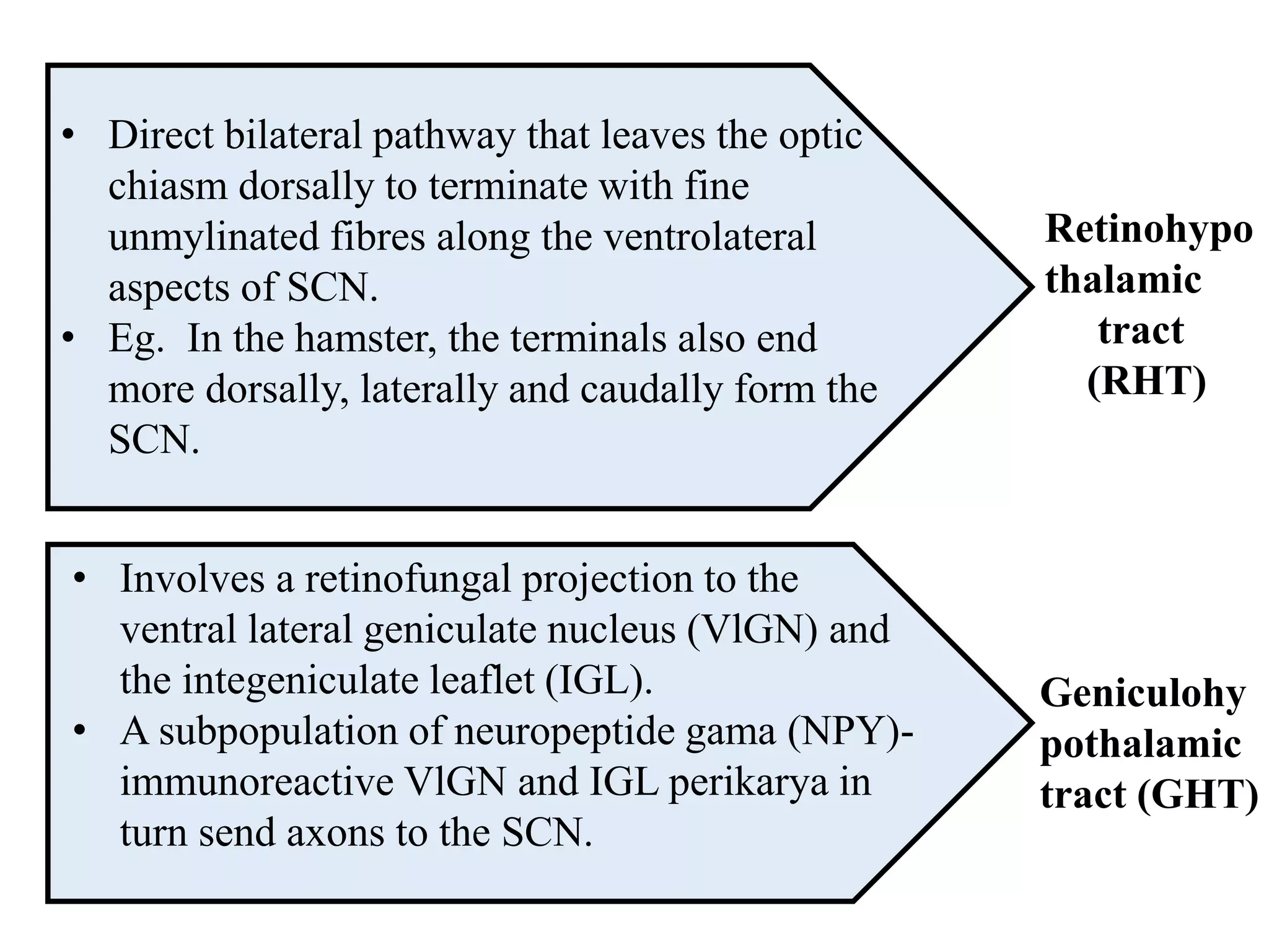 SCN ( supra chiasmatic nucleus) | PPTX