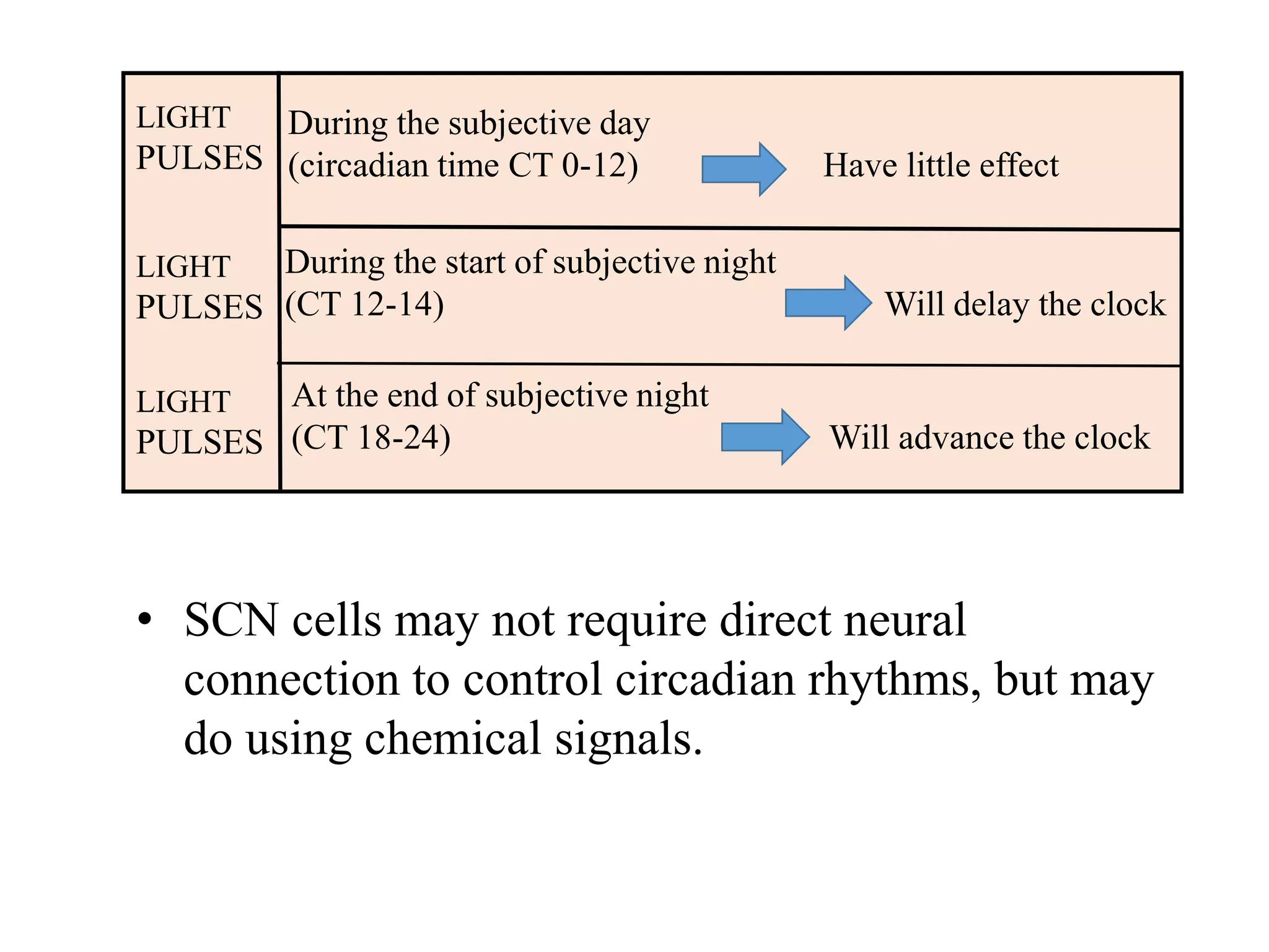 SCN ( supra chiasmatic nucleus) | PPTX