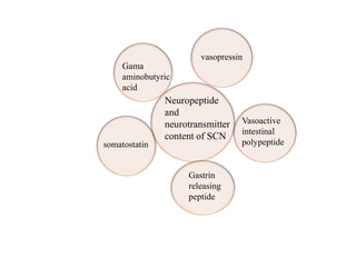 SCN ( supra chiasmatic nucleus) | PPTX