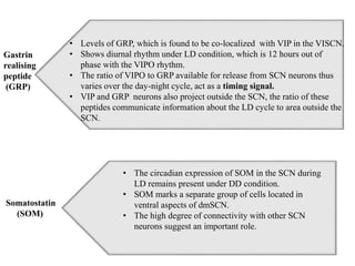 SCN ( supra chiasmatic nucleus) | PPTX