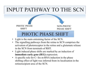 SCN ( supra chiasmatic nucleus) | PPTX
