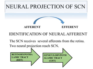 SCN ( supra chiasmatic nucleus) | PPTX