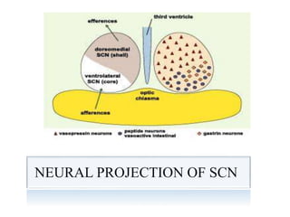 SCN ( supra chiasmatic nucleus) | PPTX