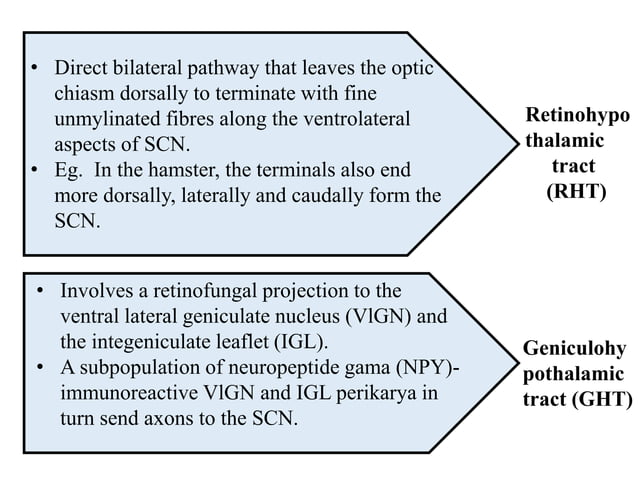 SCN ( supra chiasmatic nucleus) | PPTX