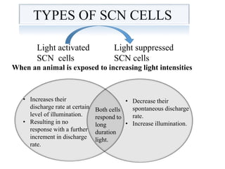 SCN ( supra chiasmatic nucleus) | PPTX