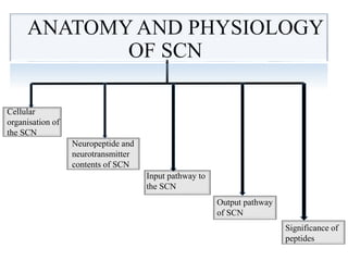 SCN ( supra chiasmatic nucleus) | PPTX