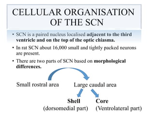 SCN ( supra chiasmatic nucleus) | PPTX