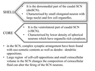 SCN ( supra chiasmatic nucleus) | PPTX