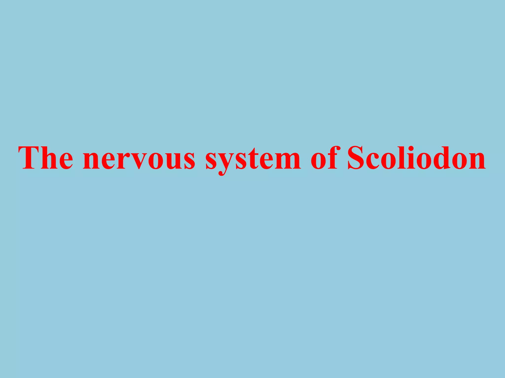 Scoliodon | PPTX