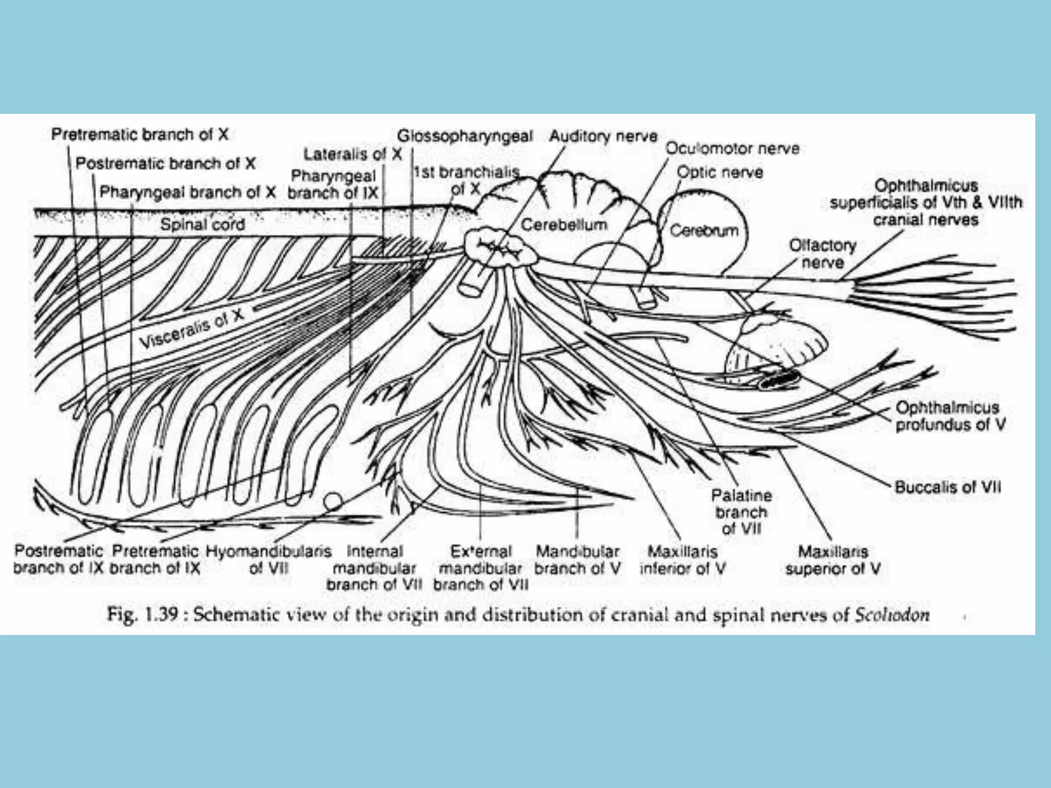 Scoliodon | PPTX