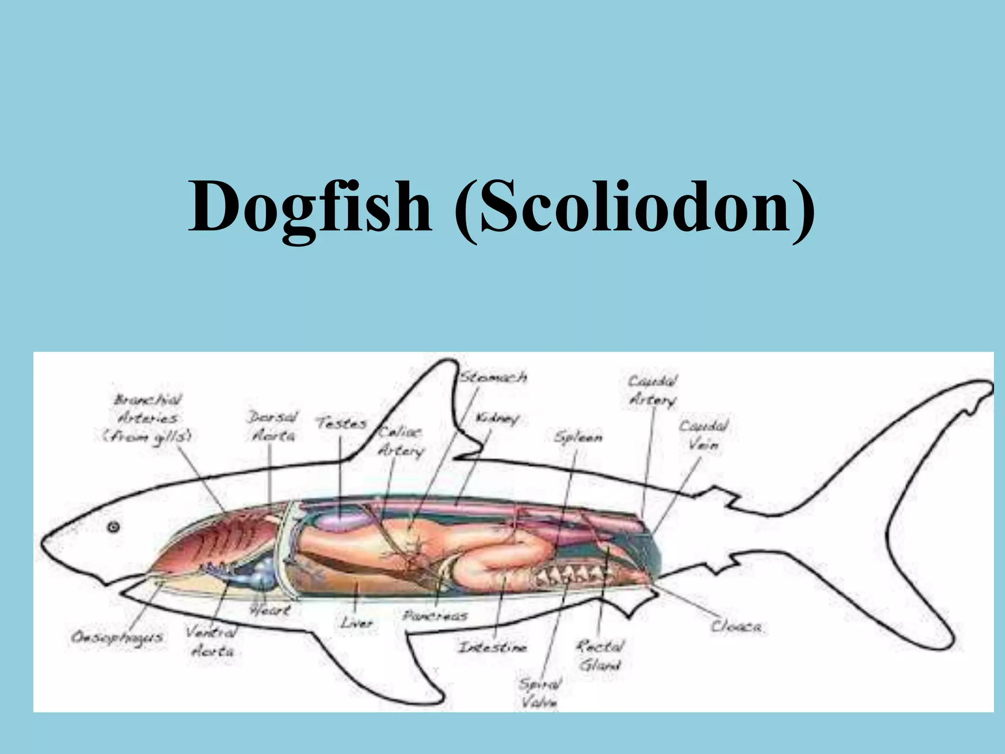 scoliodon.pptx