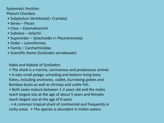 scoliodon.pptx