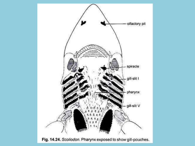 scoliodon.pptx