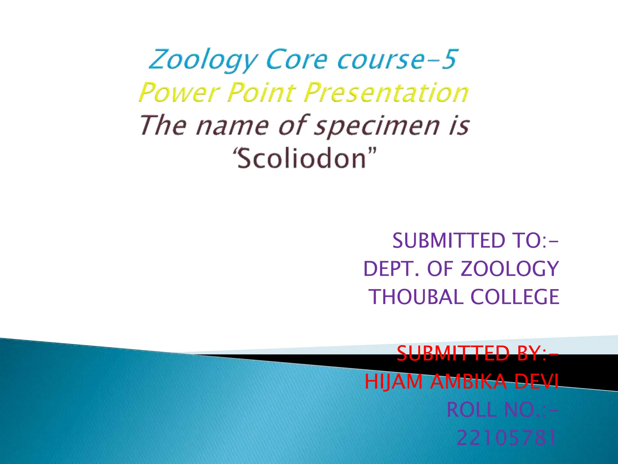 POWER Presentation on Classification of scoliodon | PPTX