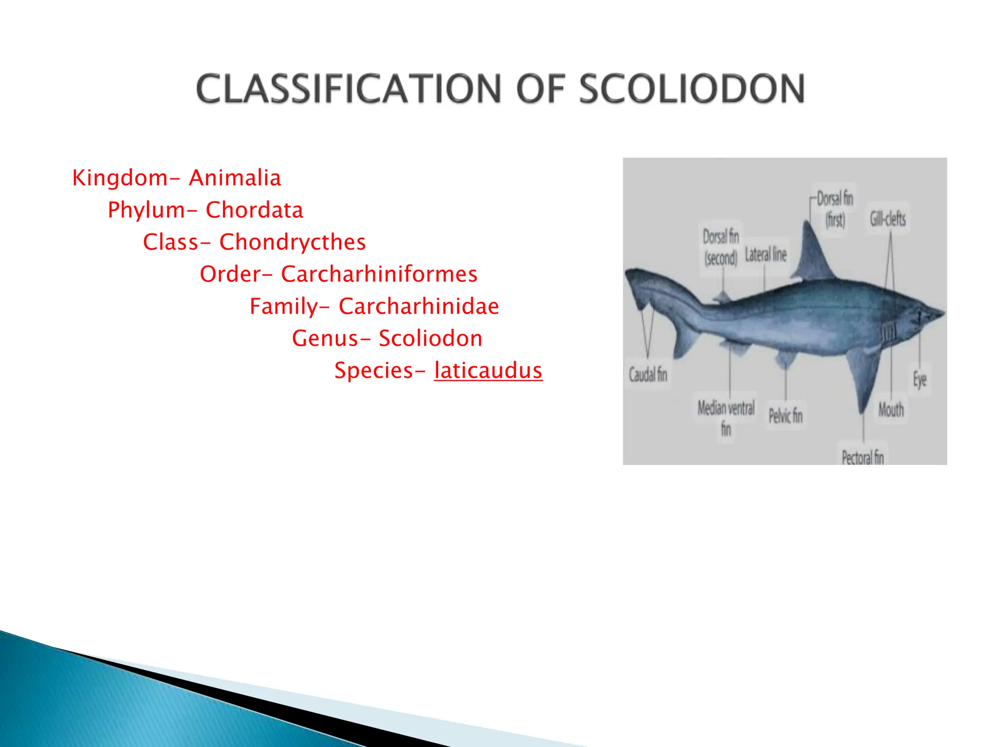 POWER Presentation on Classification of scoliodon | PPT