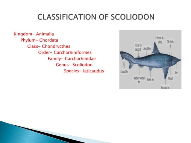 POWER Presentation on Classification of scoliodon | PPT