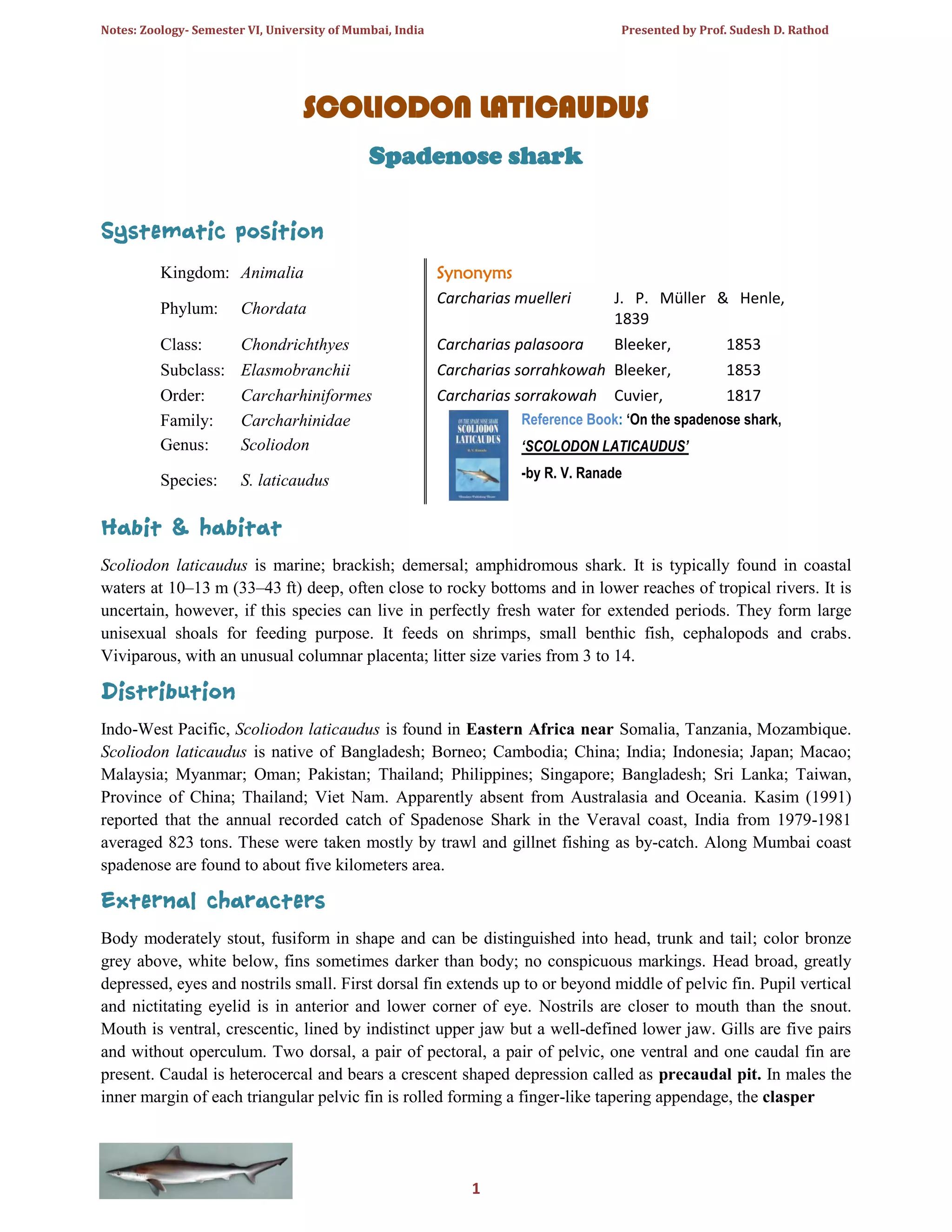 Scoliodon laticaudus: Spadenose shark -Notes for T.Y.B.Sc. Sem VI | PDF