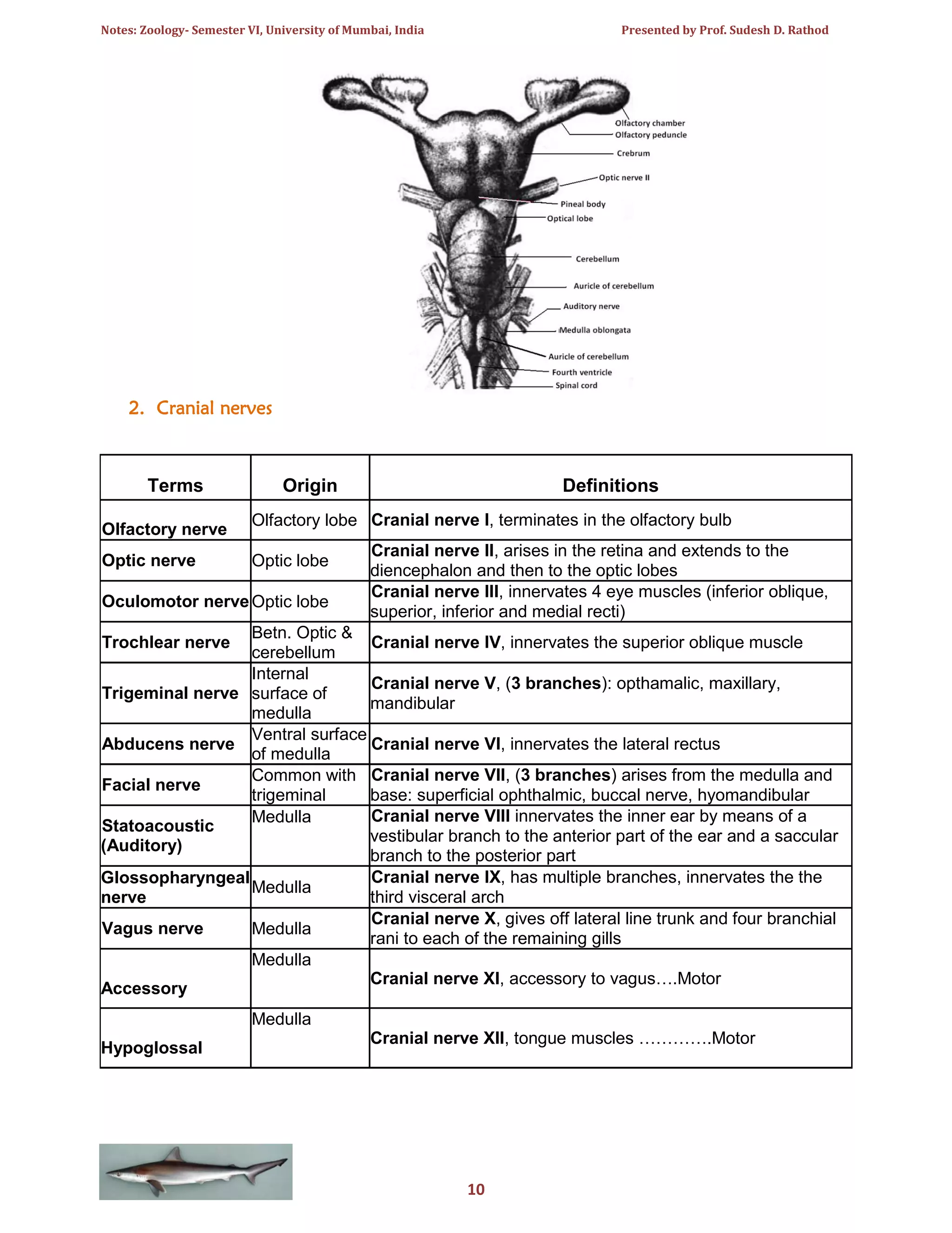 Scoliodon laticaudus: Spadenose shark -Notes for T.Y.B.Sc. Sem VI | PDF