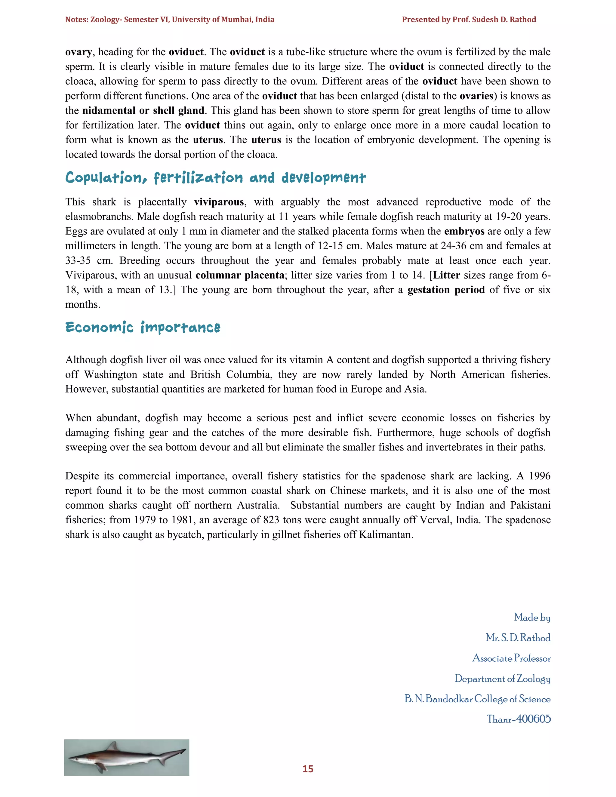 Scoliodon laticaudus: Spadenose shark -Notes for T.Y.B.Sc. Sem VI | PDF