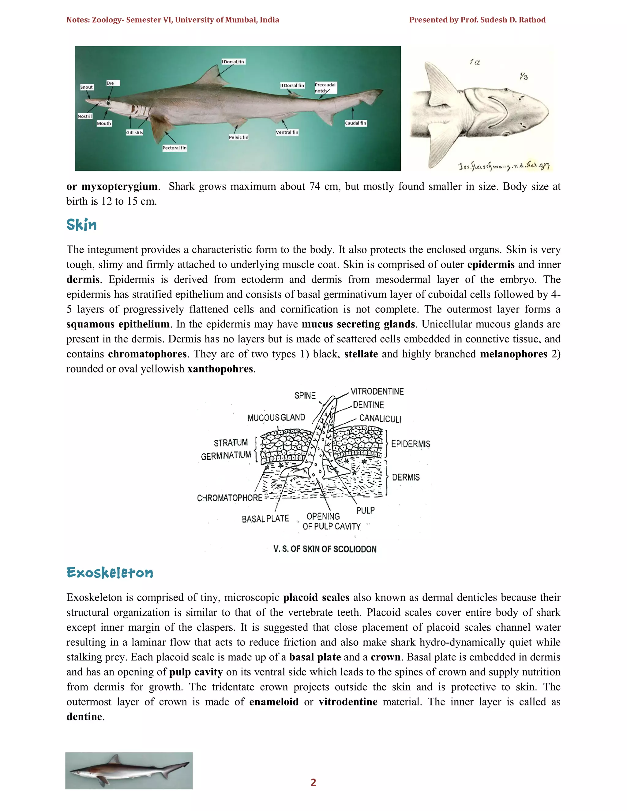 Scoliodon laticaudus: Spadenose shark -Notes for T.Y.B.Sc. Sem VI | PDF