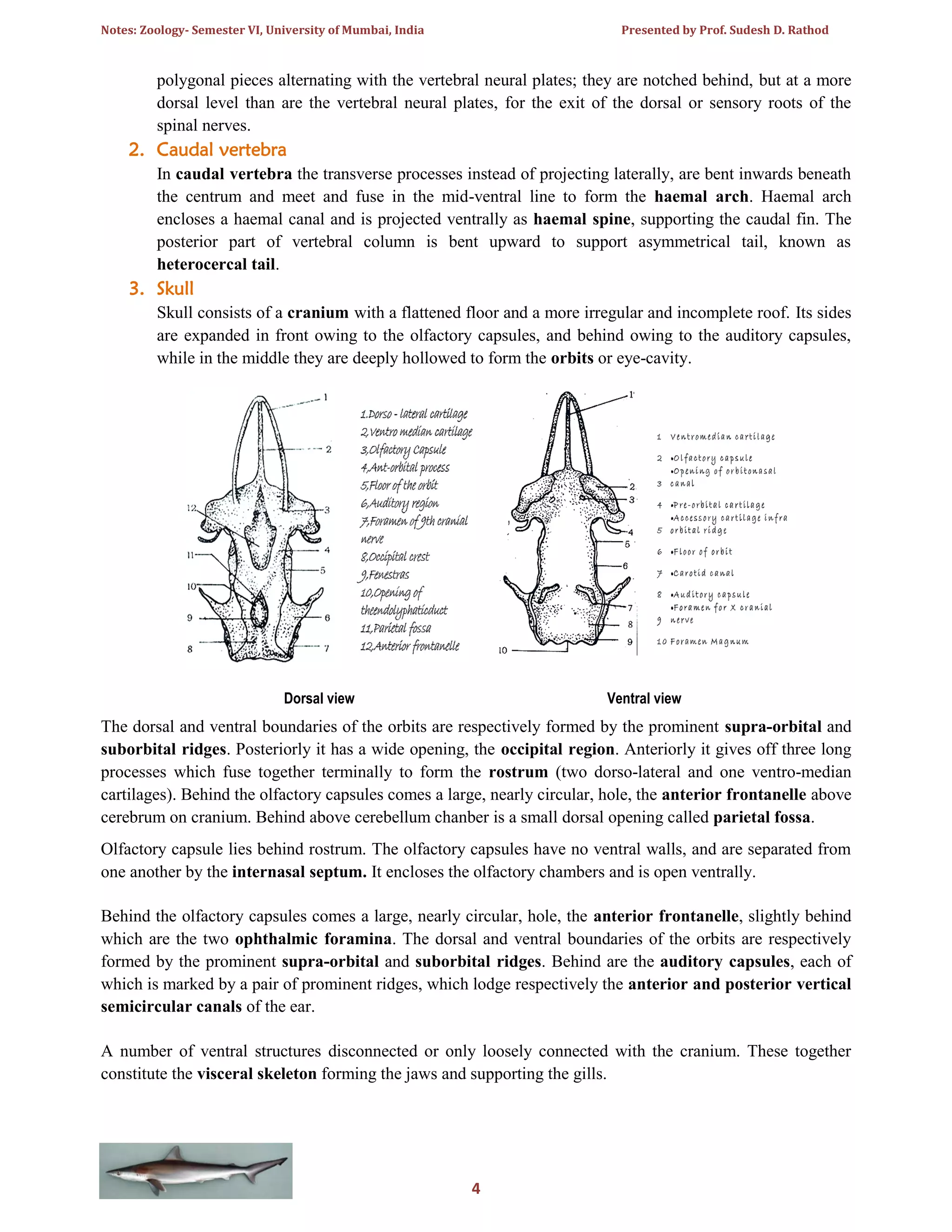 Scoliodon laticaudus: Spadenose shark -Notes for T.Y.B.Sc. Sem VI | PDF