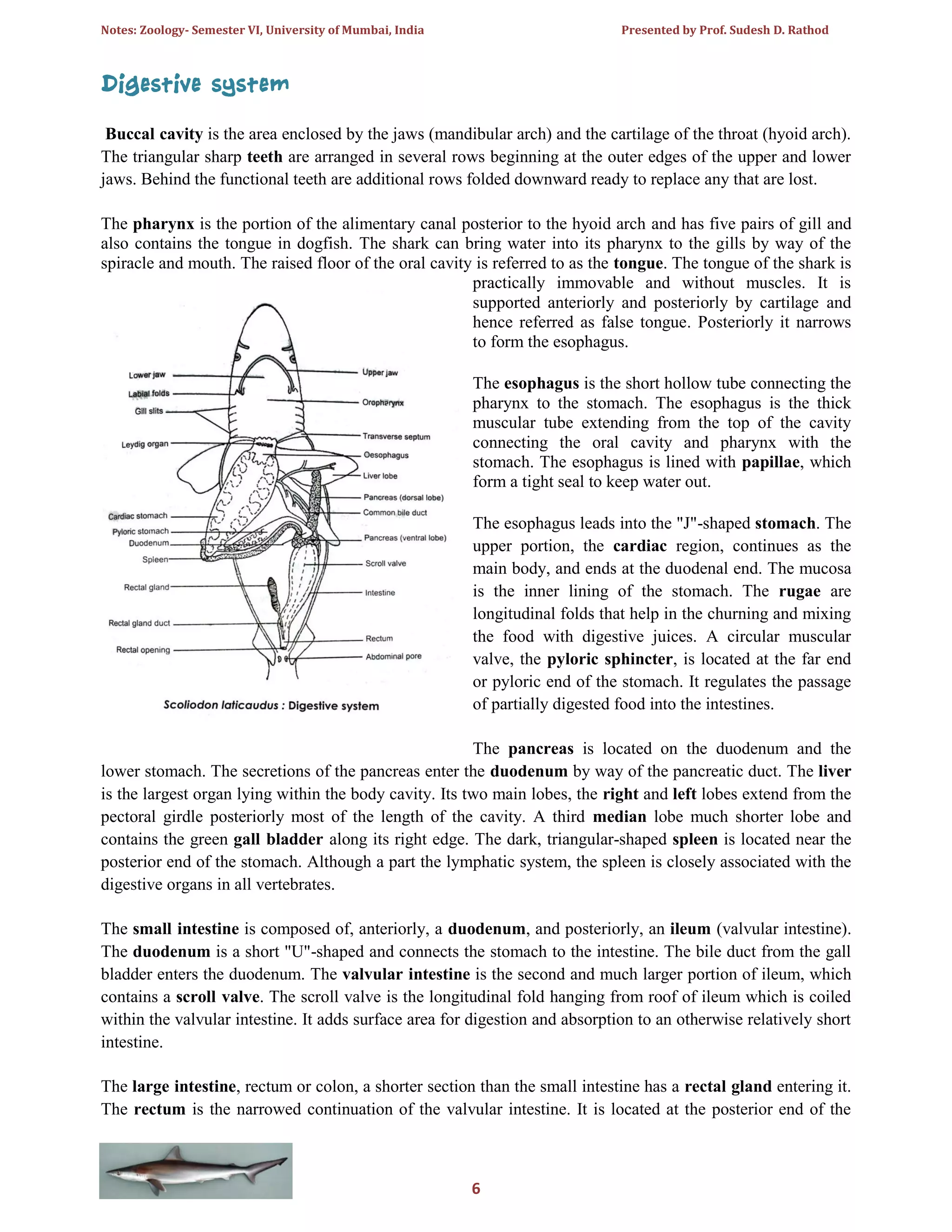 Scoliodon laticaudus: Spadenose shark -Notes for T.Y.B.Sc. Sem VI | PDF