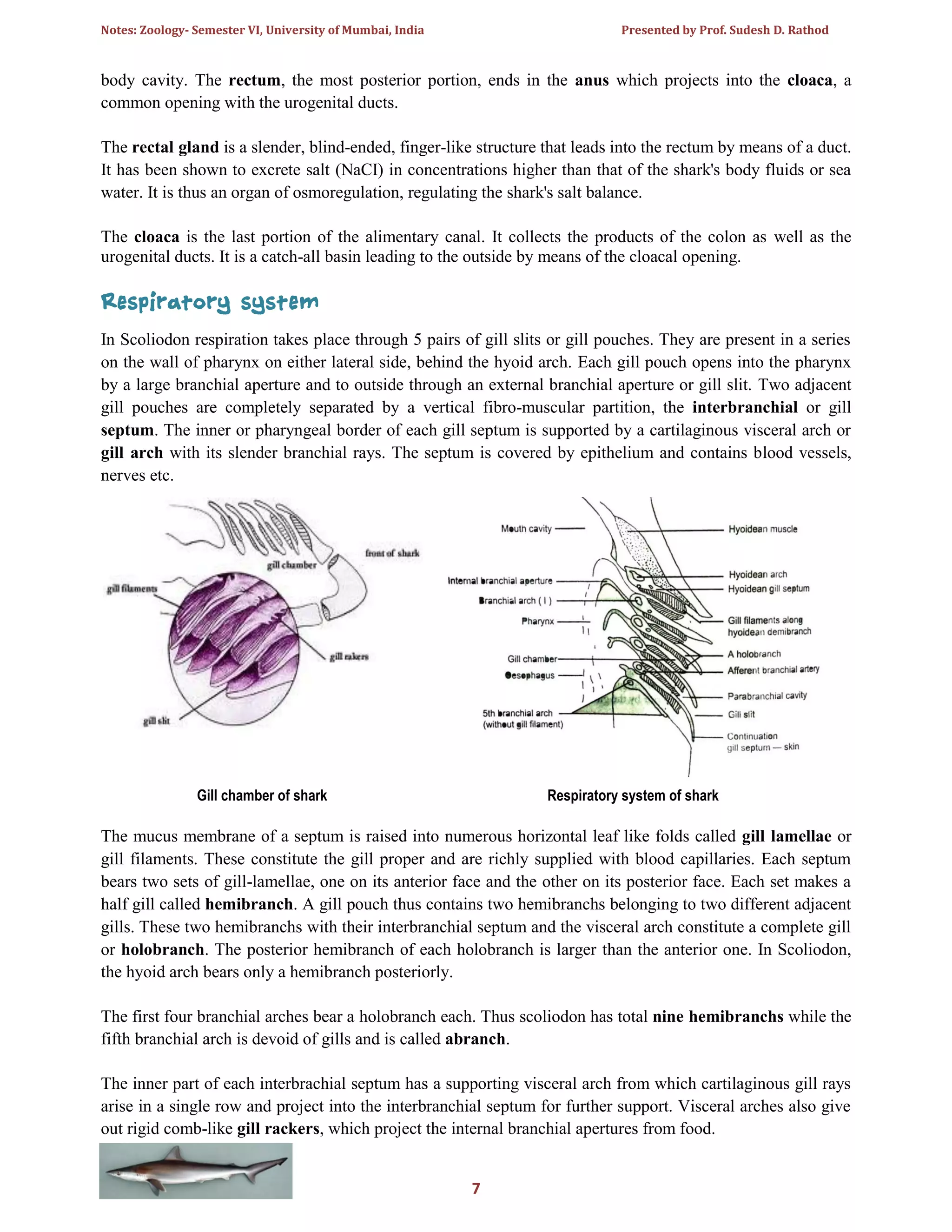 Scoliodon laticaudus: Spadenose shark -Notes for T.Y.B.Sc. Sem VI | PDF