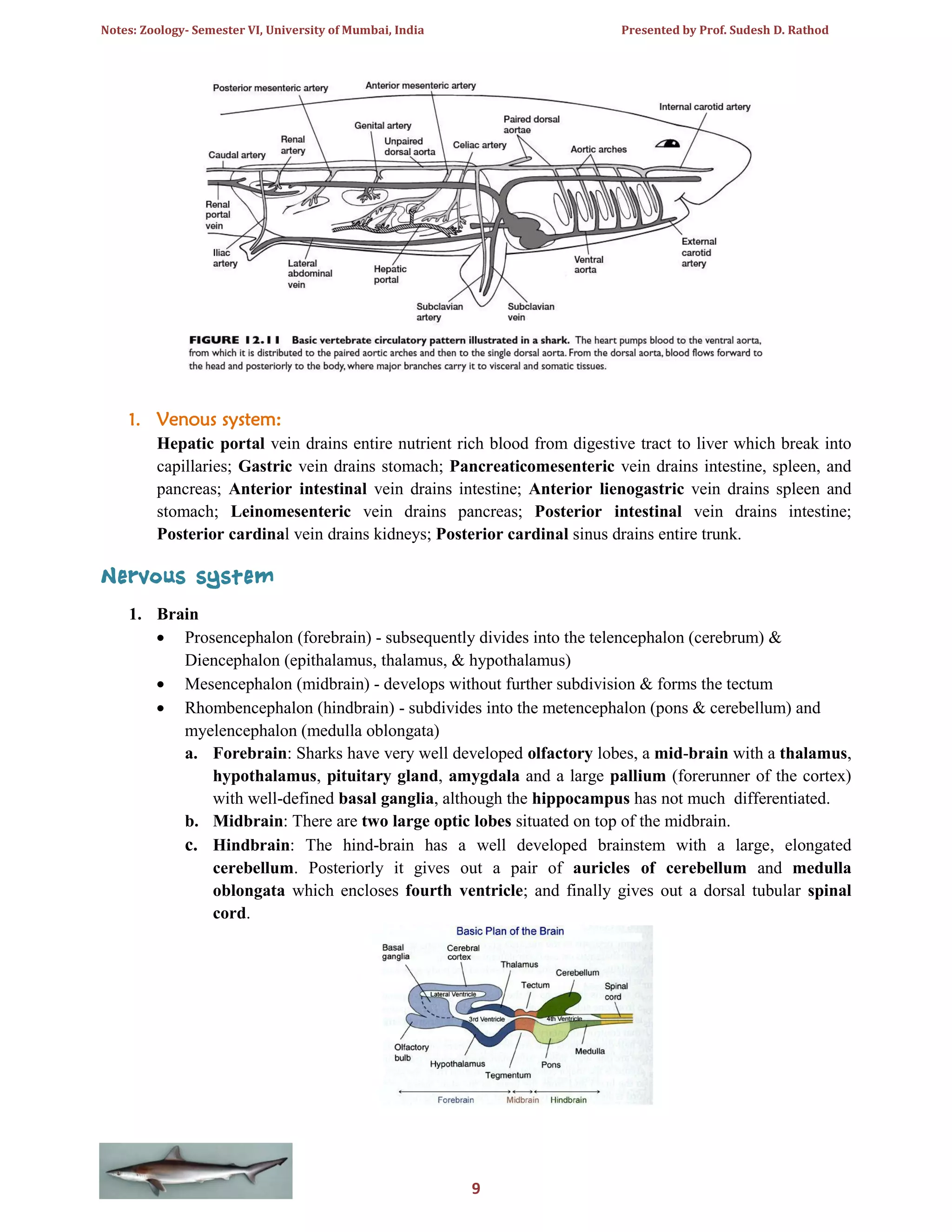 Scoliodon laticaudus: Spadenose shark -Notes for T.Y.B.Sc. Sem VI | PDF