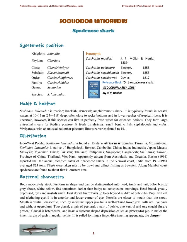 Scoliodon laticaudus: Spadenose shark -Notes for T.Y.B.Sc. Sem VI | PDF ...