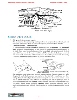 Scoliodon laticaudus: Spadenose shark -Notes for T.Y.B.Sc. Sem VI | PDF