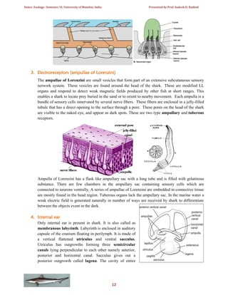 Scoliodon laticaudus: Spadenose shark -Notes for T.Y.B.Sc. Sem VI | PDF