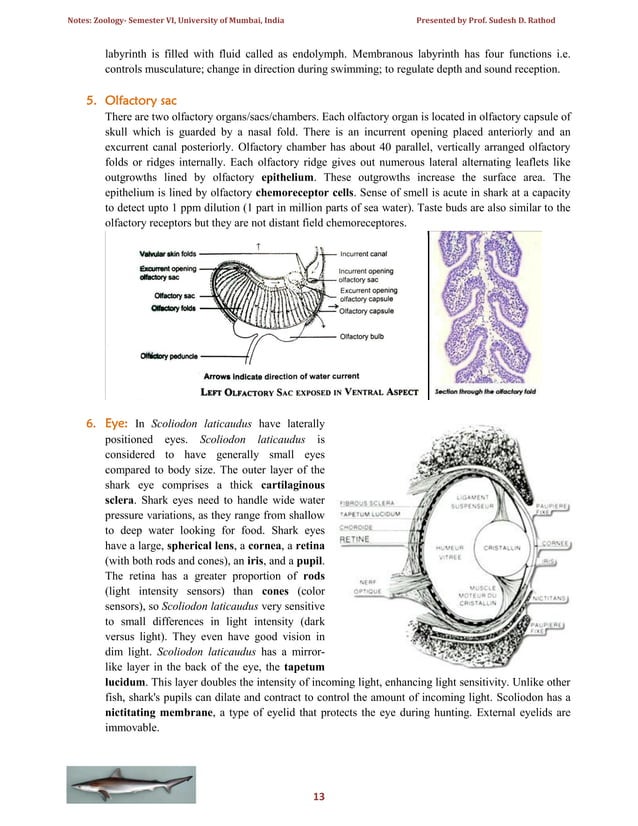 Scoliodon laticaudus: Spadenose shark -Notes for T.Y.B.Sc. Sem VI | PDF ...