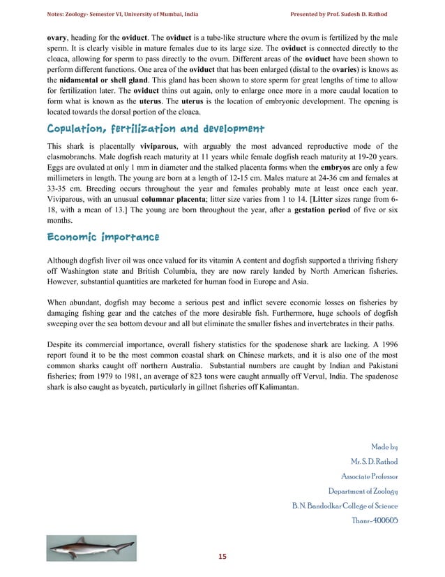 Scoliodon laticaudus: Spadenose shark -Notes for T.Y.B.Sc. Sem VI | PDF ...