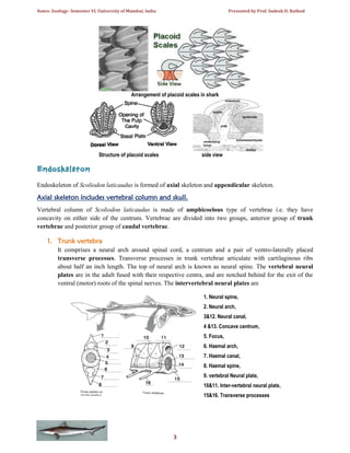 Scoliodon laticaudus: Spadenose shark -Notes for T.Y.B.Sc. Sem VI | PDF