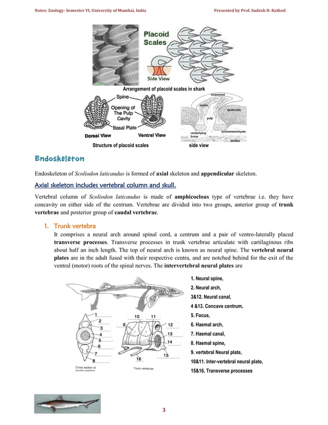 Scoliodon laticaudus: Spadenose shark -Notes for T.Y.B.Sc. Sem VI | PDF ...