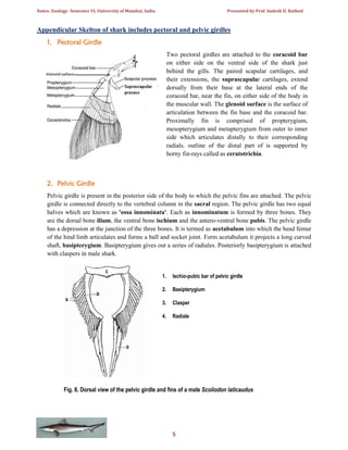 Scoliodon laticaudus: Spadenose shark -Notes for T.Y.B.Sc. Sem VI | PDF