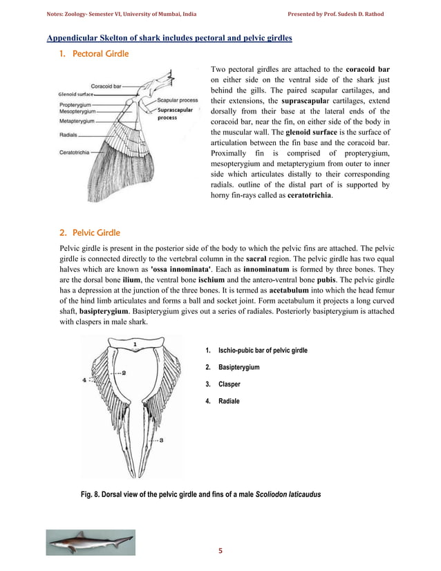 Scoliodon laticaudus: Spadenose shark -Notes for T.Y.B.Sc. Sem VI | PDF ...