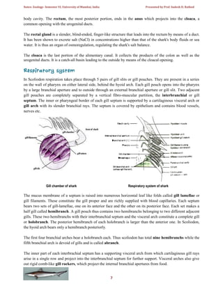 Scoliodon laticaudus: Spadenose shark -Notes for T.Y.B.Sc. Sem VI | PDF