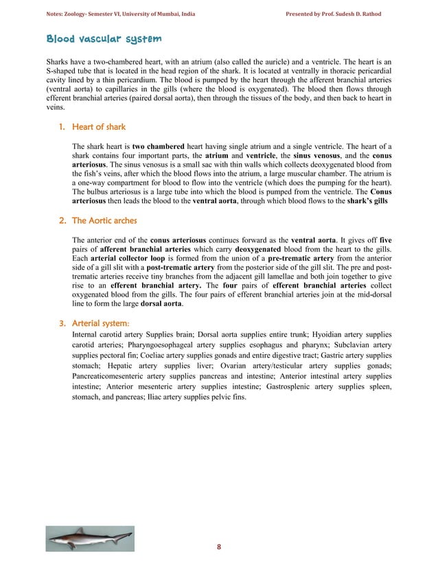Scoliodon laticaudus: Spadenose shark -Notes for T.Y.B.Sc. Sem VI | PDF ...