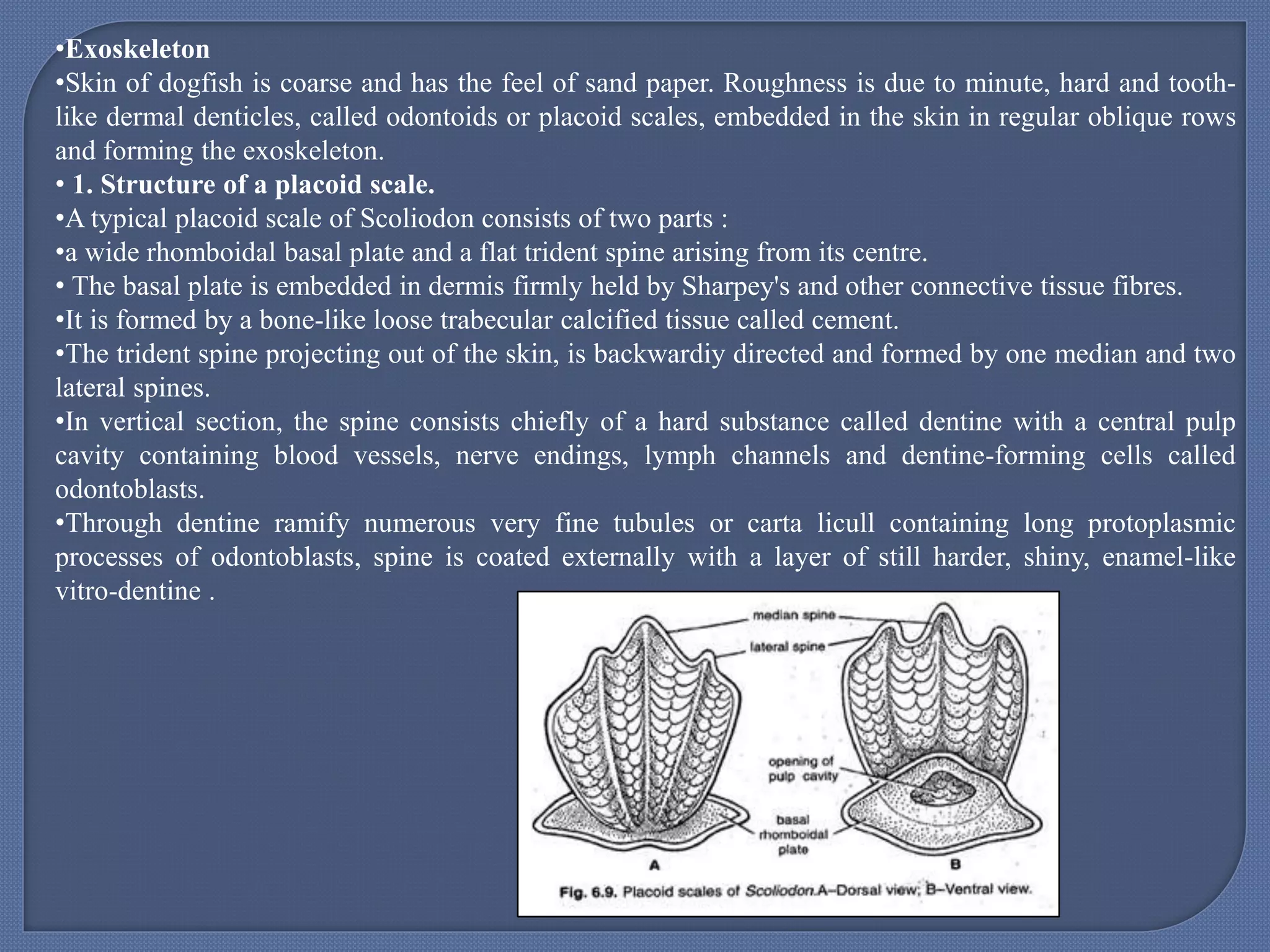 Scoliodon Morphology.pptx