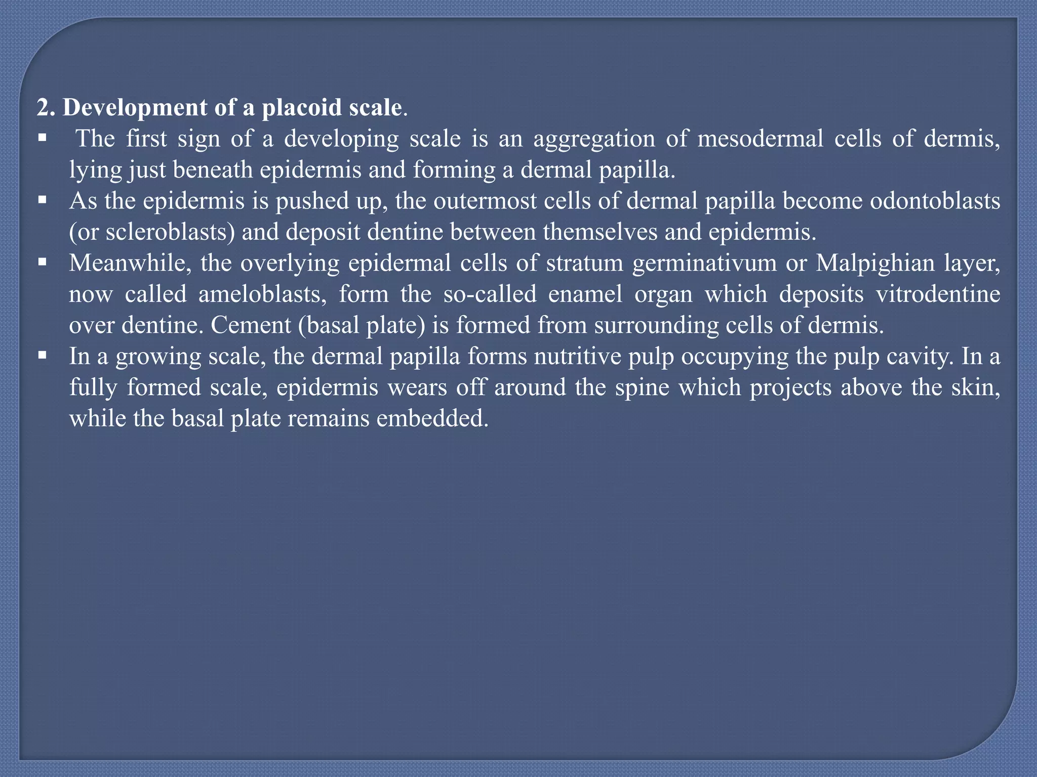 Scoliodon Morphology.pptx