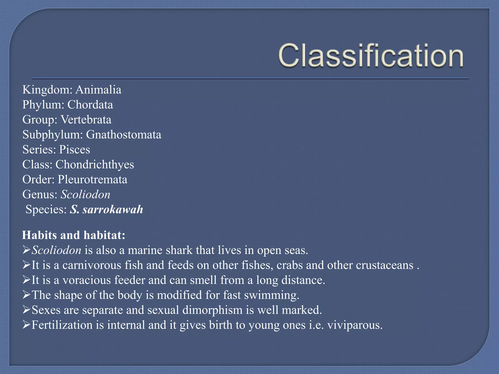 Scoliodon Morphology.pptx