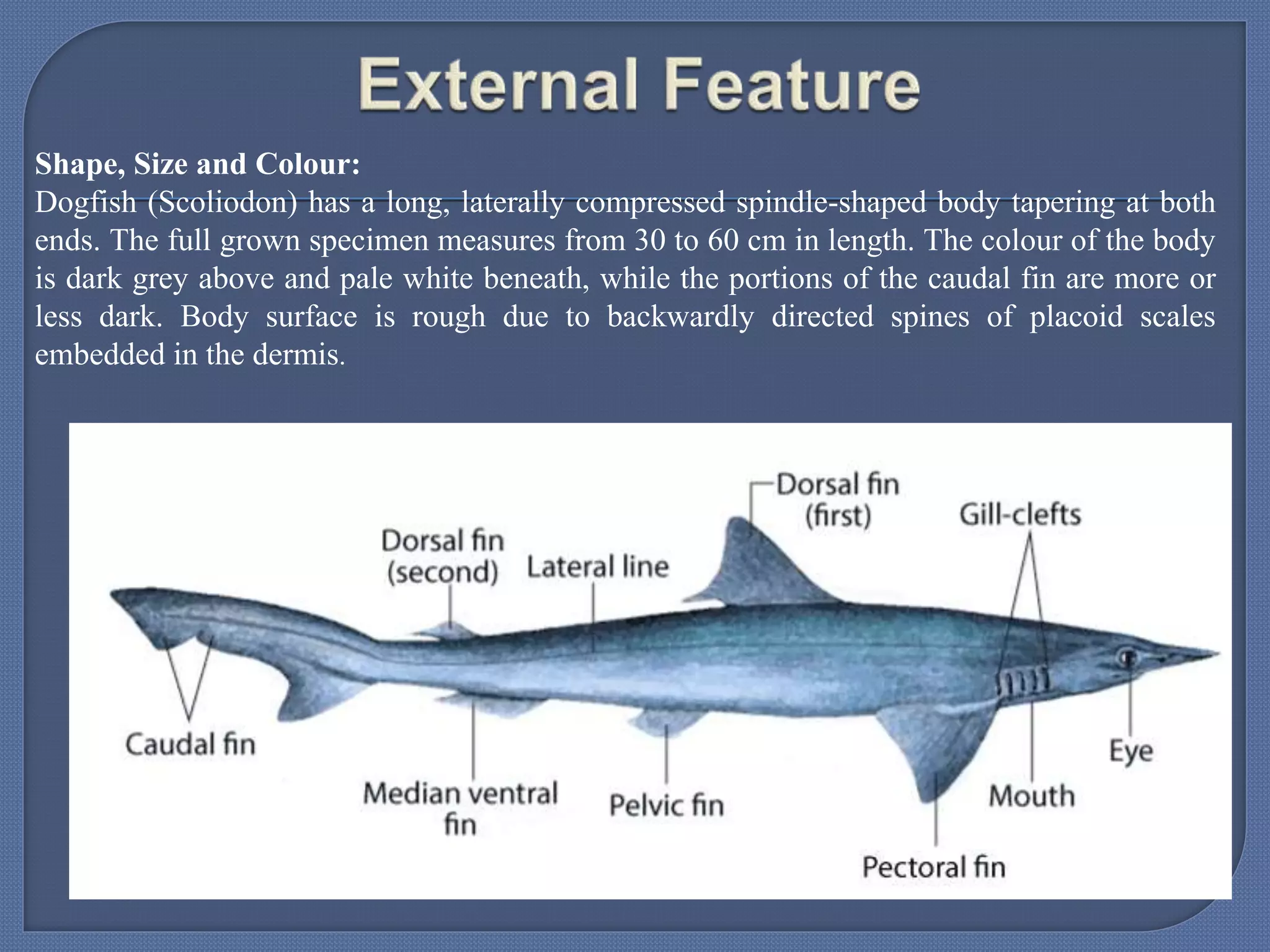 Dogfish Diagram Labeled