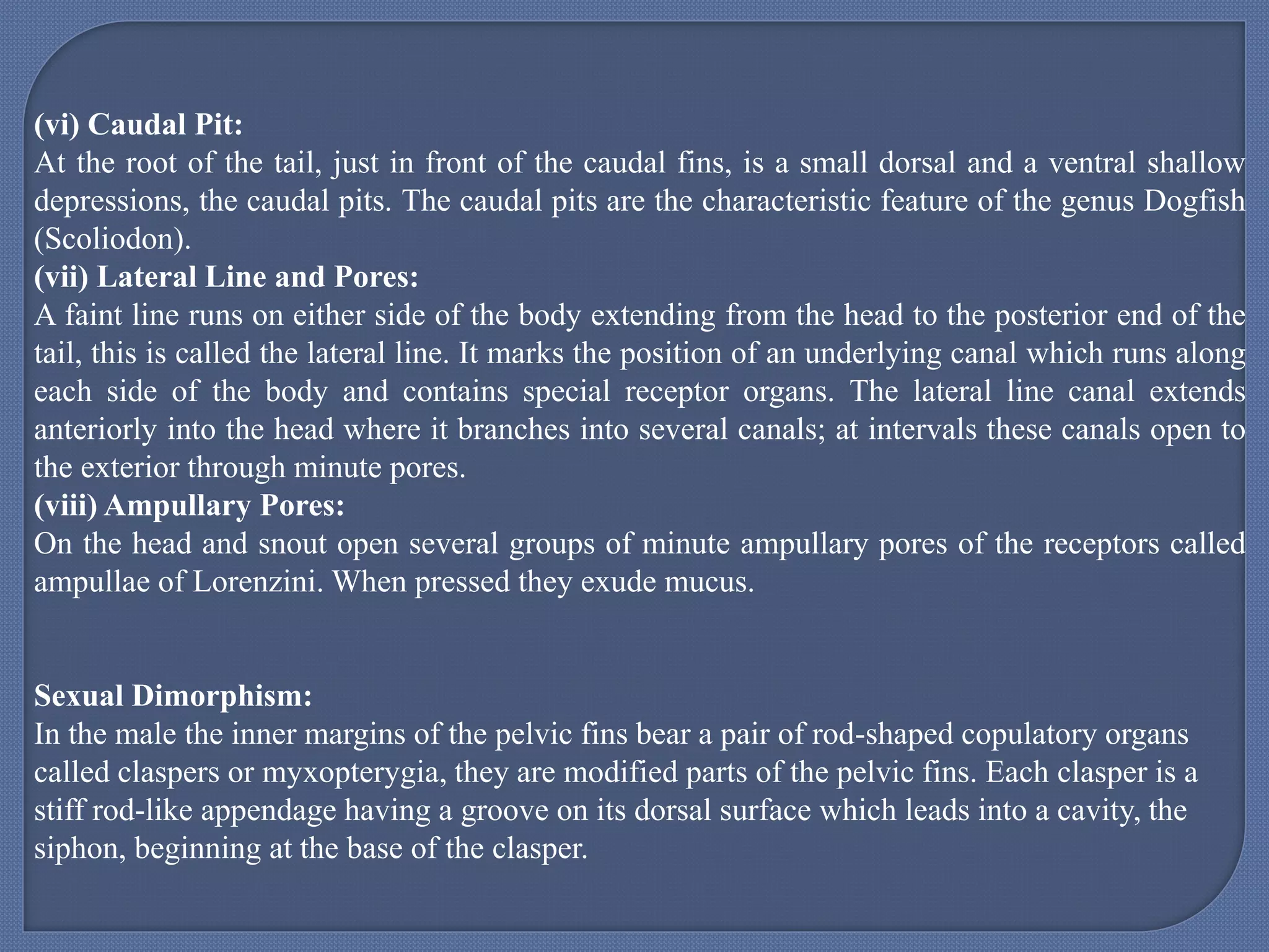 Scoliodon Morphology.pptx