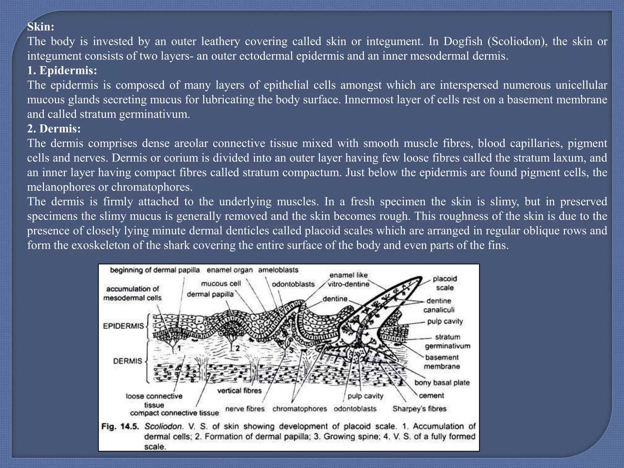 Scoliodon Morphology.pptx