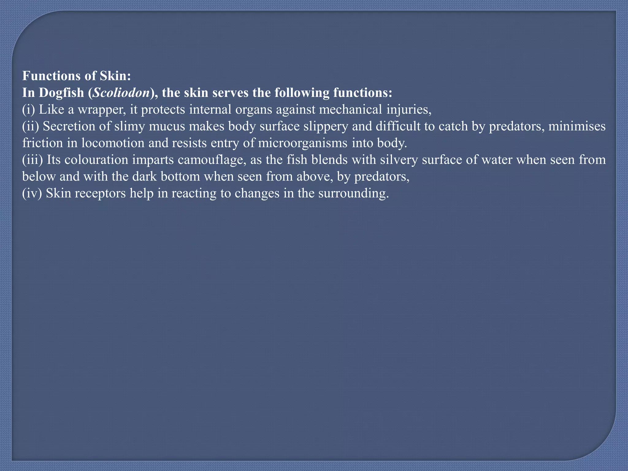 Scoliodon Morphology.pptx